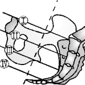 Print Matching Pairs: Planos de Hodge y Planos de Lee (biología - 3º ...
