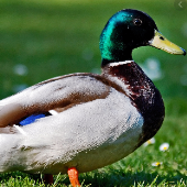 Matching Pairs: Animals aiguamolls (biología - 1 eso - biologia ...