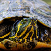 Matching Pairs: Animals aiguamolls (biología - 1 eso - biologia ...