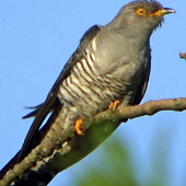 Matching Pairs: Animals aiguamolls (biología - 1 eso - biologia ...