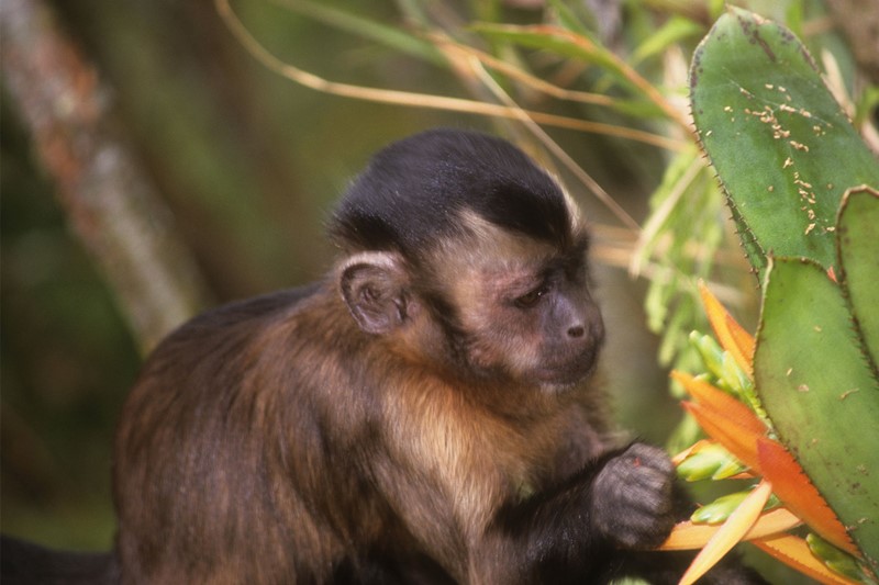 Quiz: Taxonomía de primates colombia (nombres científicos - primates ...