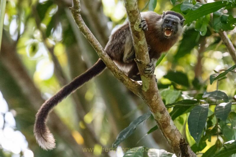 Quiz: Taxonomía de primates colombia (nombres científicos - primates ...