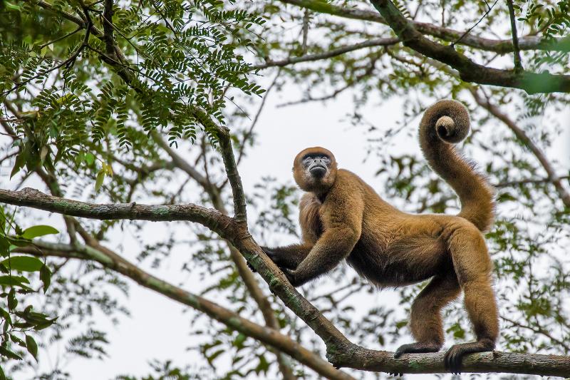Quiz: Taxonomía de primates colombia (nombres científicos - primates ...