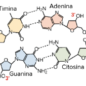 Matching Pairs: ACIDOS NUCLEICOS Y PROTEINAS (biología - 2º ...