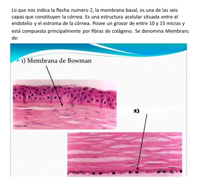 Alphabet: Histologia y Embriologia (biología - 2º - Educación ...