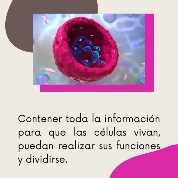 Print Crossword Puzzle Partes De La Célula Y Función Biología