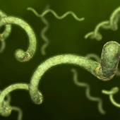 Print Matching Pairs: Clasificación de las Bacterias (biología - 8º EGB ...