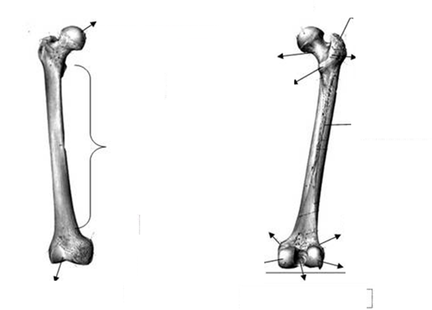 Print Map Quiz: PARTES DEL FÉMUR (Otros - Grado Medio - anatomía del ...