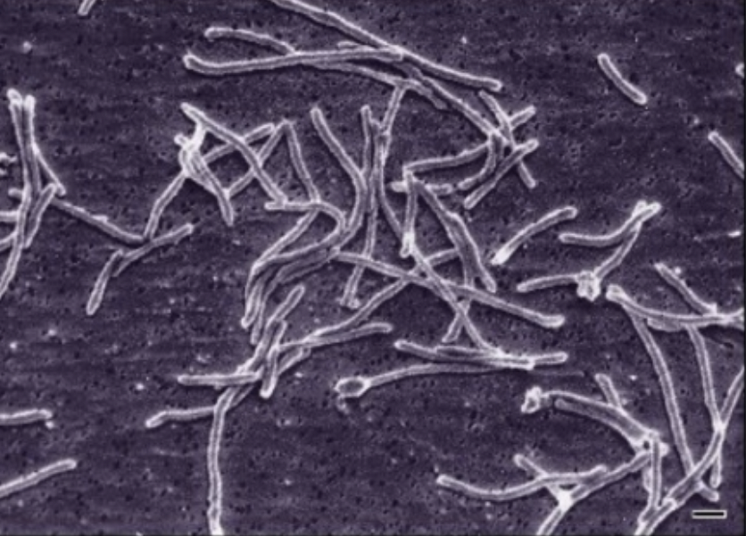 Froggy Jumps: CLASIFICACION DE LOS SERES VIVVOS, REINOS ARCHAE Y ...