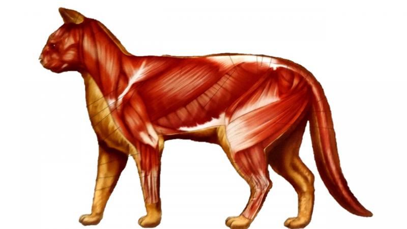 Map Quiz: Músculos superficiales (Formación de personal - anatomía ...