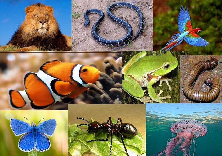 Print Map Quiz: VERTEBRADOS E INVERTEBRADOS (D) (biología - ciencias ...