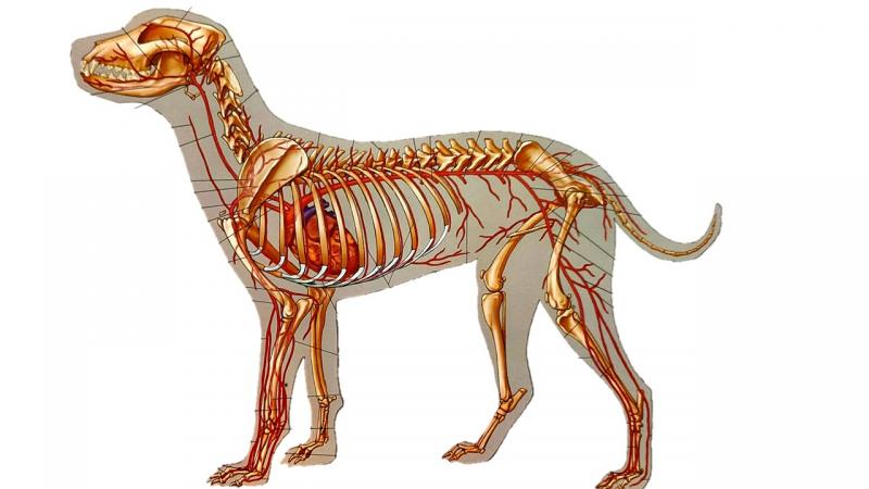 Map Quiz: Arterias principales en canino (Formación de personal ...