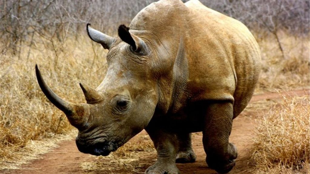 Froggy Jumps: ¡Juega y aprende! (animales - nivel inicial - sentidos ...