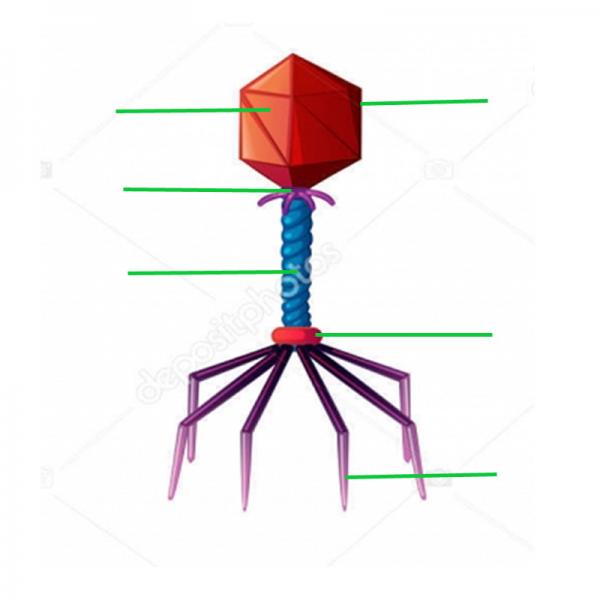 Print Map Quiz: Actividad 2 Identificación de la estructura del virus ...