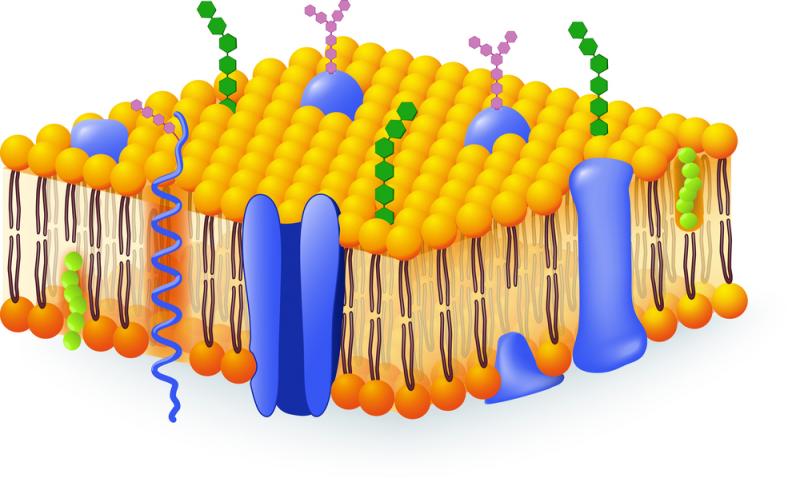 Print Map Quiz: Membrana plasmática (biología - 5º - Educación secundaria (7+5) - biología celular)