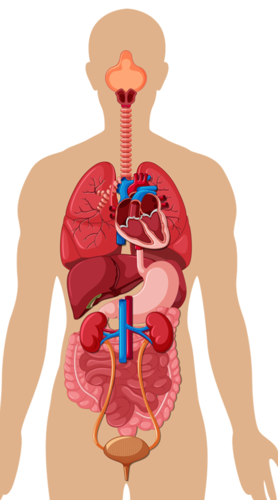 Froggy Jumps: Het Lichaam: Organen, skelet, spieren (history - 5º ...
