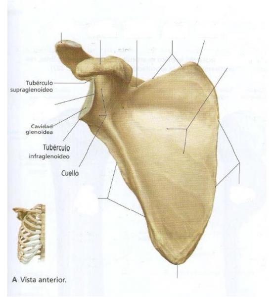 Map Quiz: Escápula vista anterior (Formación de personal - anatomy ...