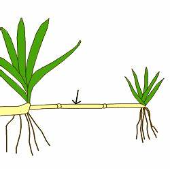 Memory: Reproducción en plantas (1º - Educación secundaria (6+6) - biologia - plantas ...