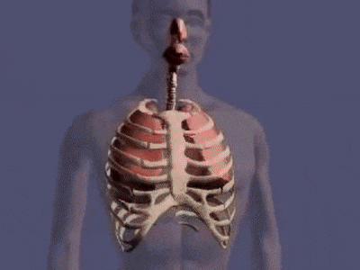 Froggy Jumps: Fisiología del aparato respiratorio (formación de ...