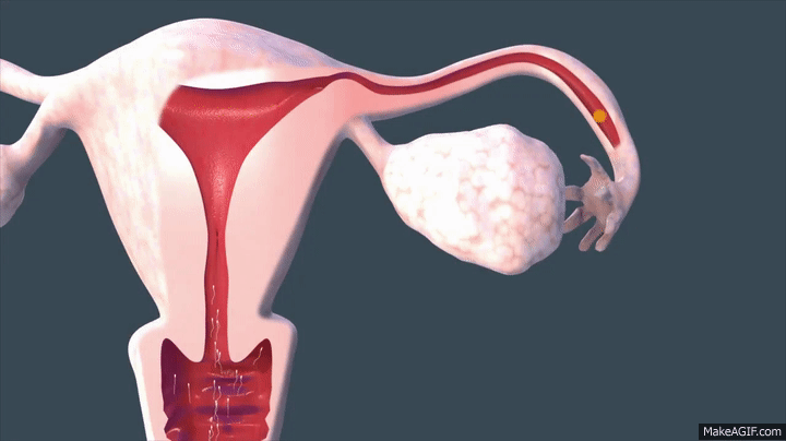Print Froggy Jumps: Ciencias Naturales. El periodo menstrual. (biología ...