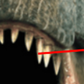 Print Memory Game: DINOSAURS BODY PARTS (Second Language - 3º Primaria ...