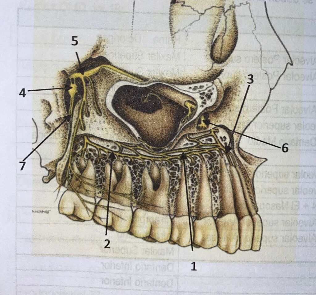 Froggy Jumps: INERVACIÓN ESTRUCTURAS DENTARIAS