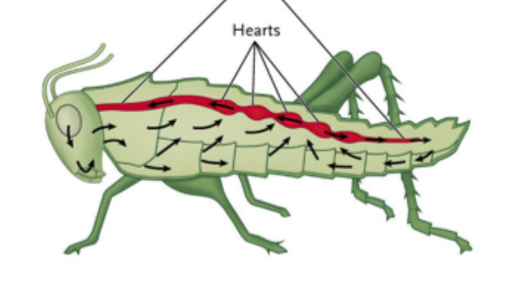Print Froggy Jumps: Insects internal Anatomy ()
