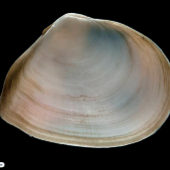 Memory: Biologia taxonomia (Biology - 2º Ensino Médio - biologia - taxonomia)