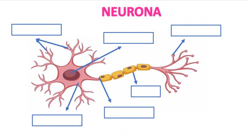 Print Map Quiz: Partes de una neurona. (D) (biología - 1º - Educación ...