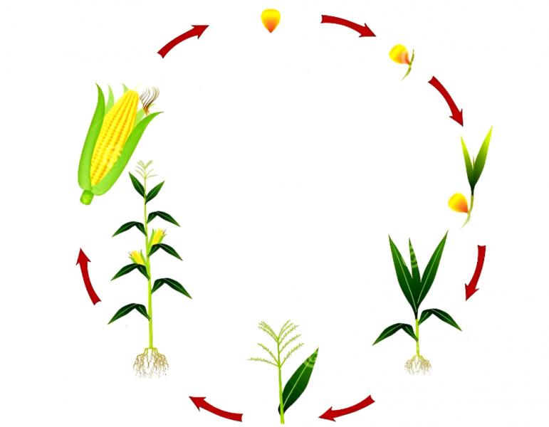 Imprimir Mapa Interactivo: Ciclo de vida del maíz (1º - Educación ...