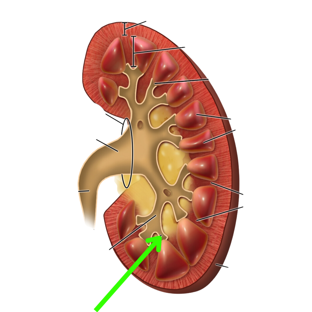 Memory: Memorama de Anatomía del Riñón