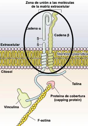 Print Quiz: EXAMEN DE MATRÍZ II (Cultura General - mexico - histología)