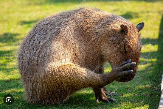 Memory: Memoria de Capibaras
