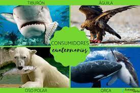 Print Memory Game: Memorama de Ecosistemas ()