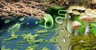 Print Memory Game: Memorama de Ecosistemas ()