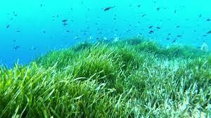 Memory: Memorama de Ecosistemas