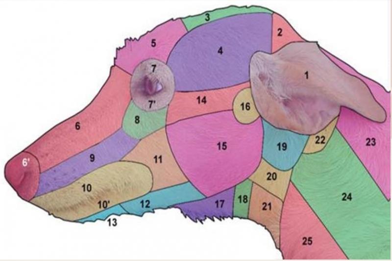 Print Map Quiz: regiones de la cara del perro (veterinaria - perro ...