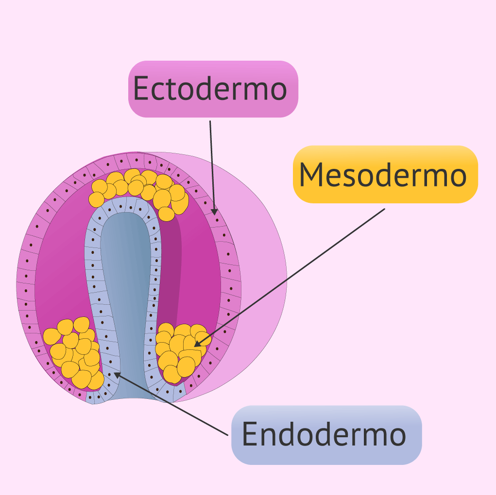 Matching Pairs: Fecundación, Implantación y Desarrollo Embrionario