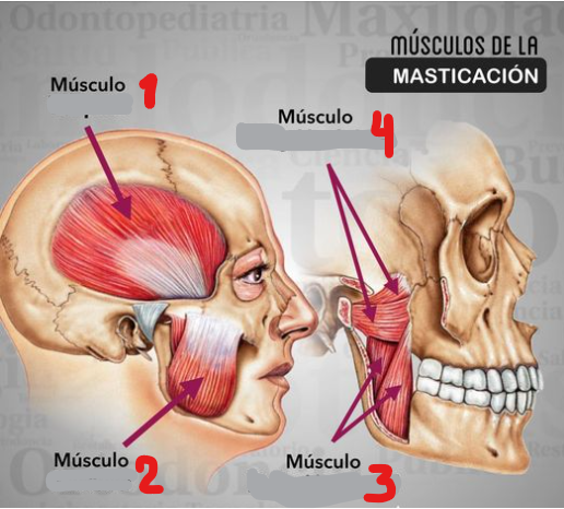 Quiz: Músculos de la masticación (uaa - musculos - masticacion)