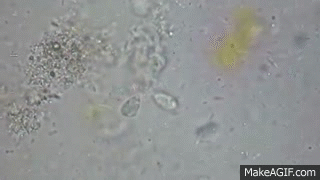 Print Froggy Jumps: Parasitología (vida - parasitología - parásitos)