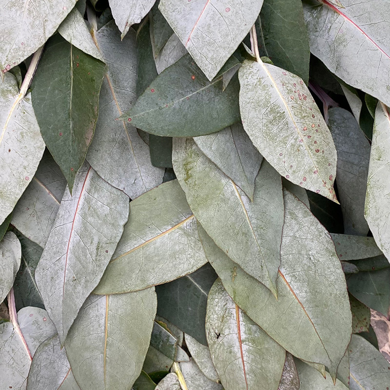 Memory: Memorama de Plantas Medicinales