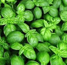 Memory: Memorama de Plantas Medicinales