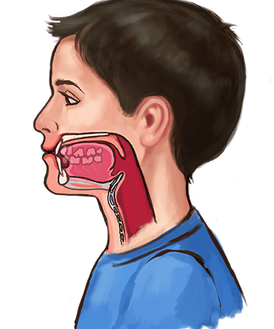 Print Matching Pairs: Sistema digestivo. Procesos Físicos y químicos ...