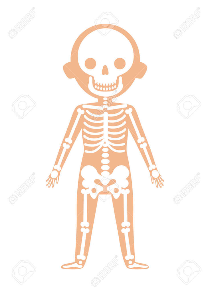 Memory: Memorama del Cuerpo Humano