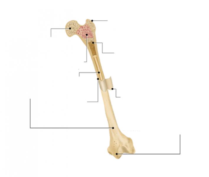 Print Map Quiz: ESTRUCTURA DEL HUESO (biología - 3 eso - aparato ...