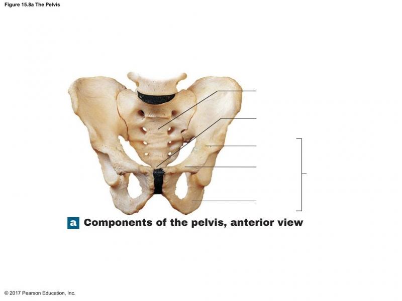 Map Quiz: Pelvis (Anterior View) (Biology - HS4 - anatomy)
