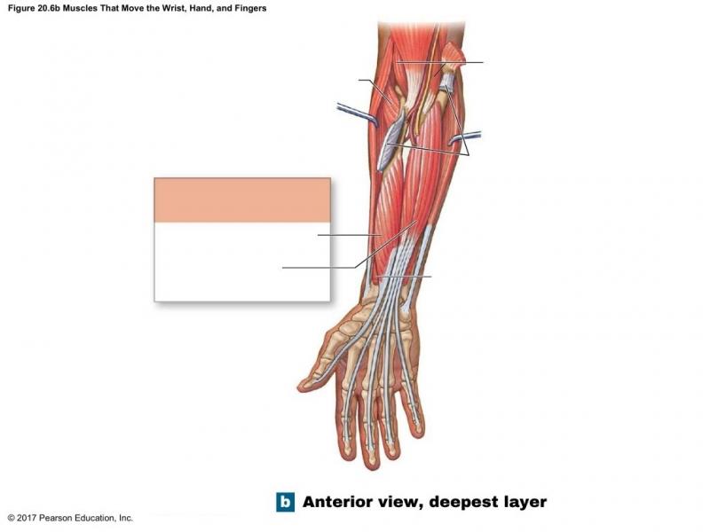 Map Quiz: Muscles that Move the Wrist, Hand, and Fingers (Anterior View ...
