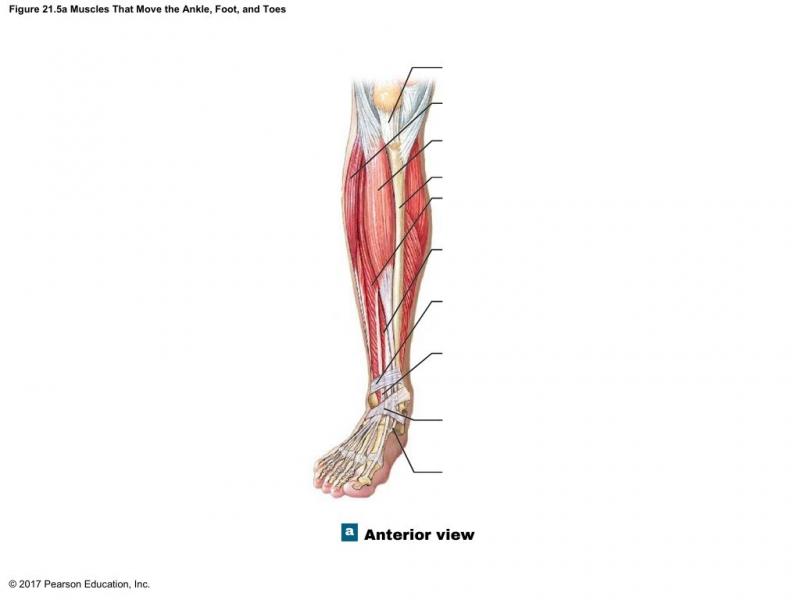 Map Quiz: Muscles that Move the Ankles, Foot, and Toes (Anterior View ...
