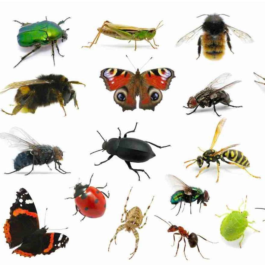 Yes or No: Insects (biología - 3º primaria - insects - naturalscience)
