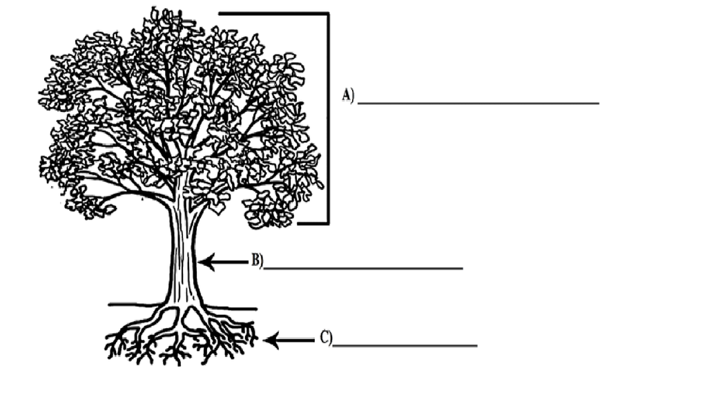 Print Froggy Jumps: Groups and parts of Trees ()